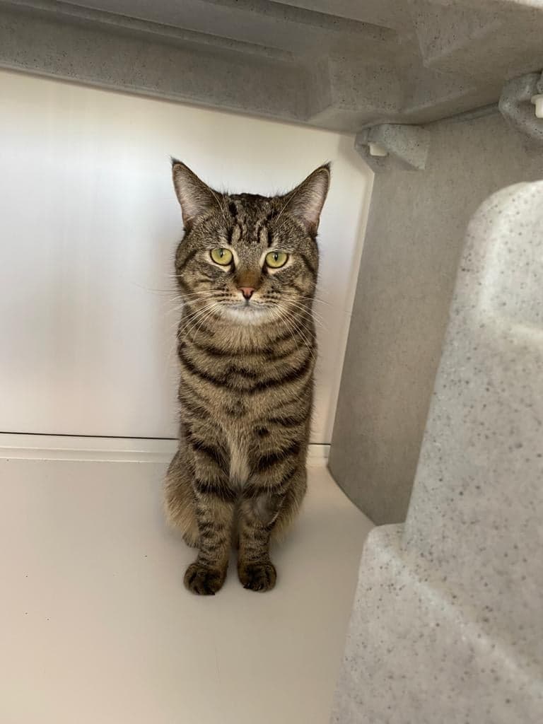 Cats for Rehoming