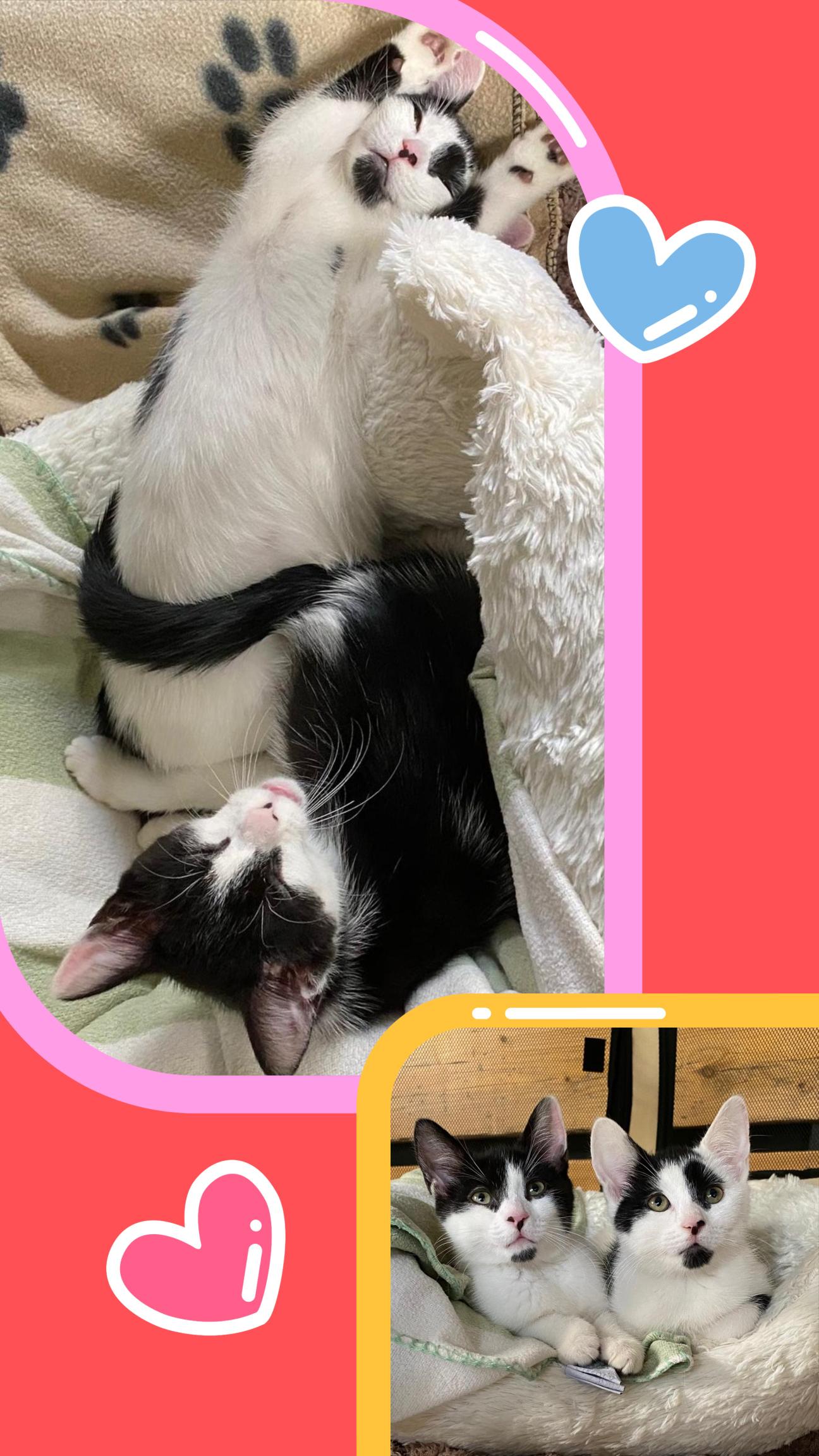 Cats for Rehoming